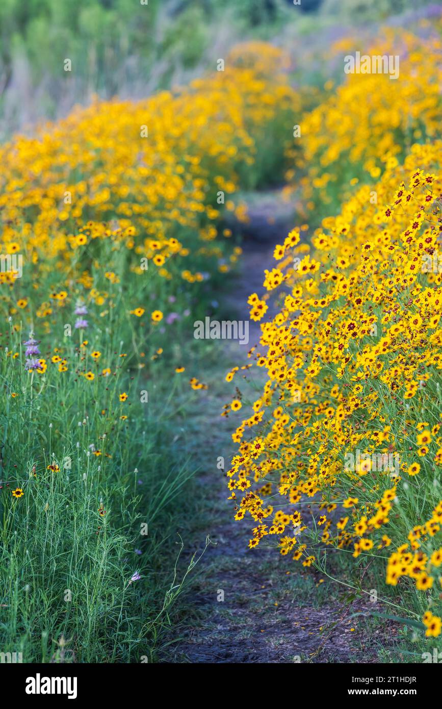 Native wildflowers bursting with yellow, purple, and green colors in a ...