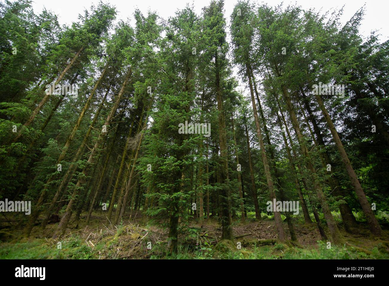 Forest, Dartmoor National Park, Devon, England, UK Stock Photo - Alamy
