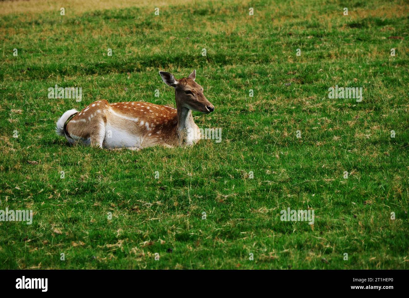European fallow deer in the grass Stock Photo - Alamy