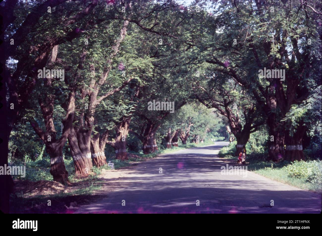 Boulevards, Big Trees on Both Sides of Highway, Balsar, Gujrat, India ...