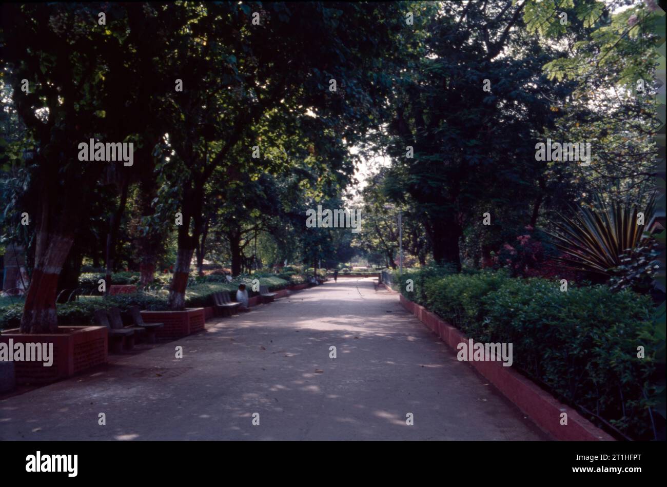 Boulevards, Trees on Bothe Sides of Road, India Stock Photo - Alamy