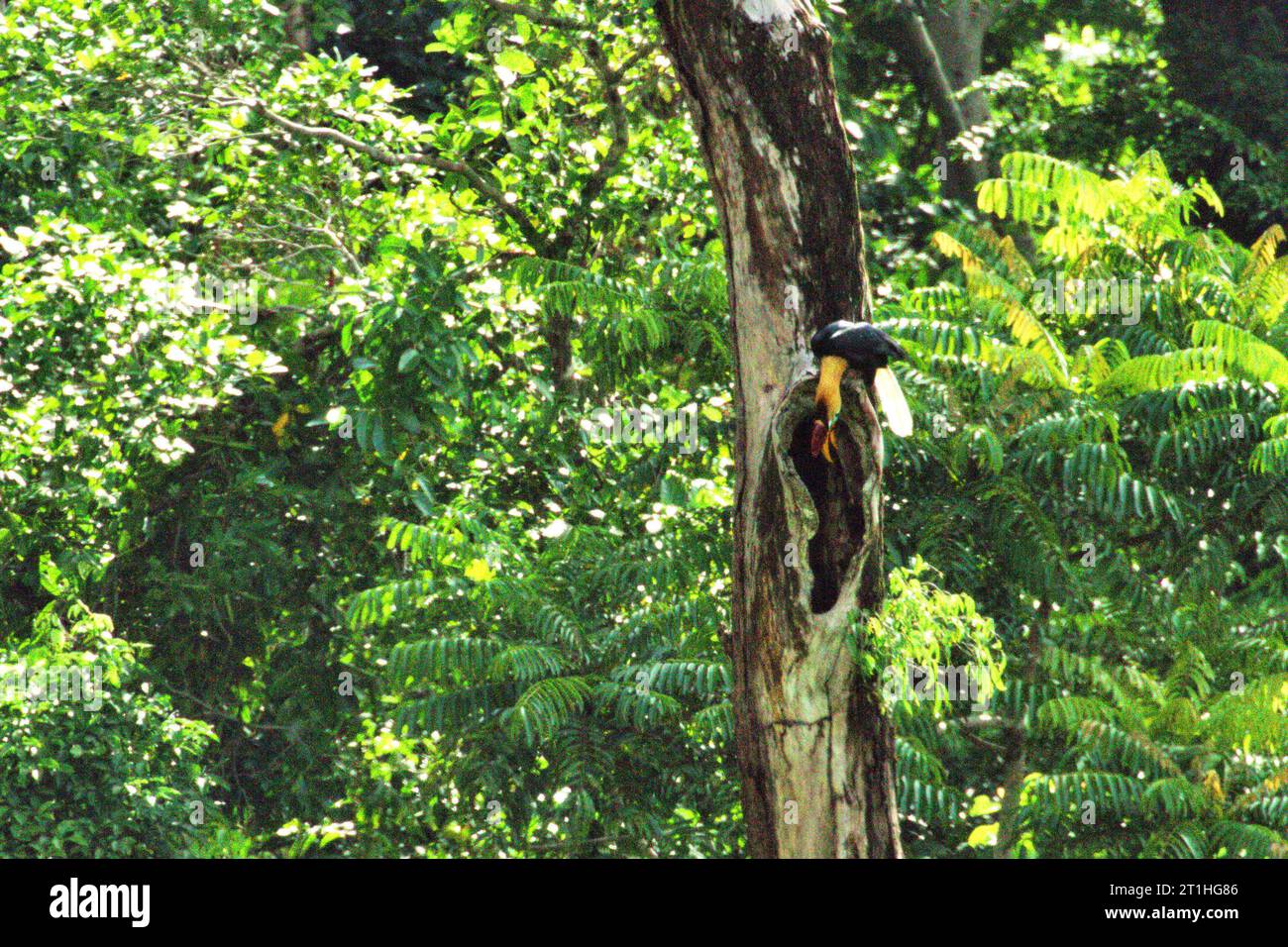 Hornbill habitat warming hi-res stock photography and images - Alamy