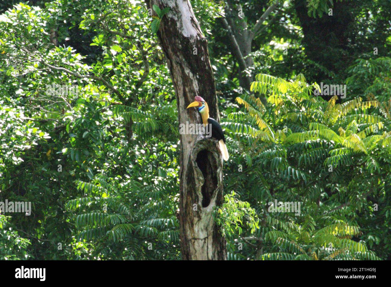 Hornbill nesting site hi-res stock photography and images - Alamy