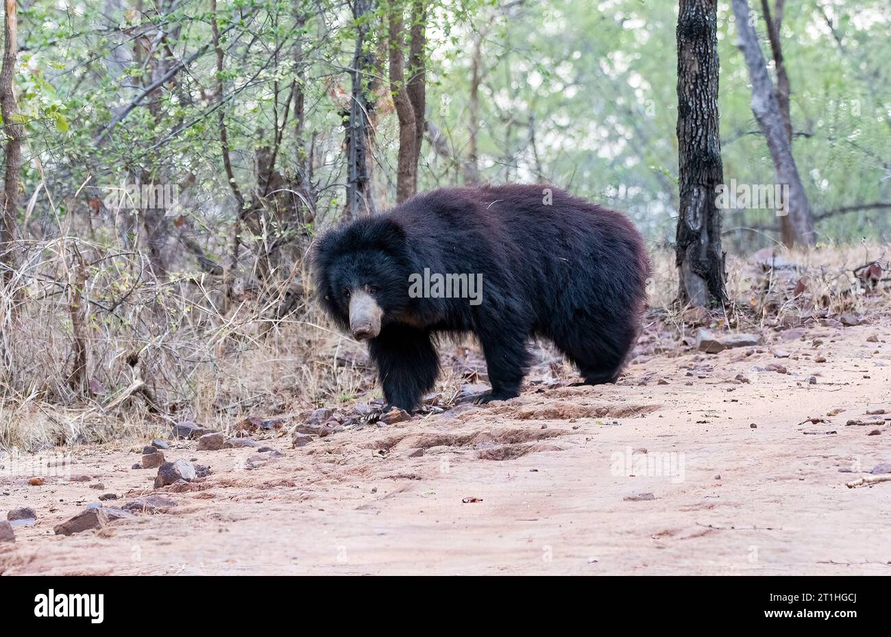 An Indian Sloth Bear walking on the safari road on a hot summer morning ...