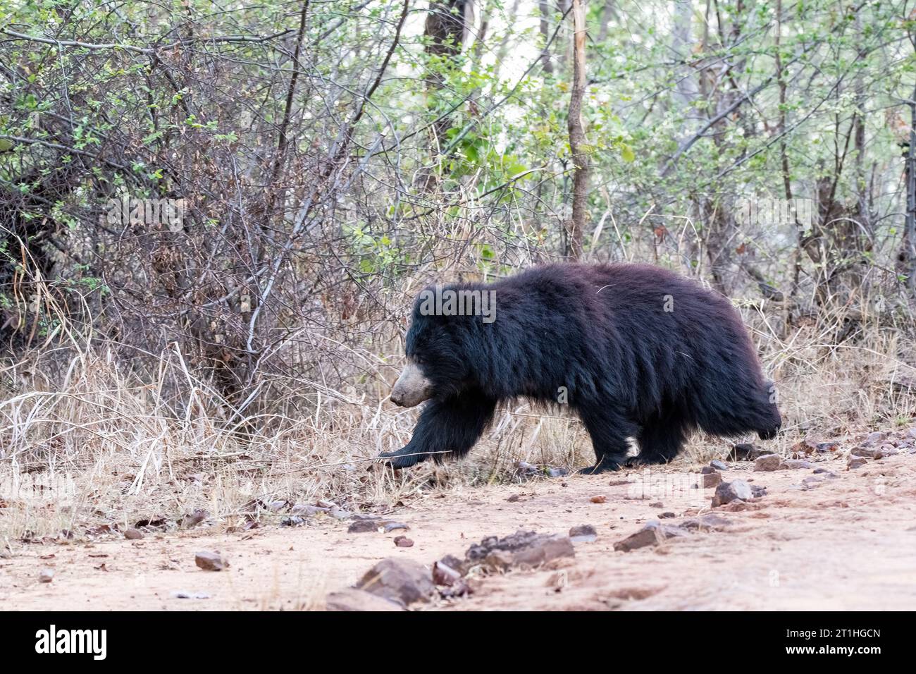 An Indian Sloth Bear walking on the safari road on a hot summer morning ...