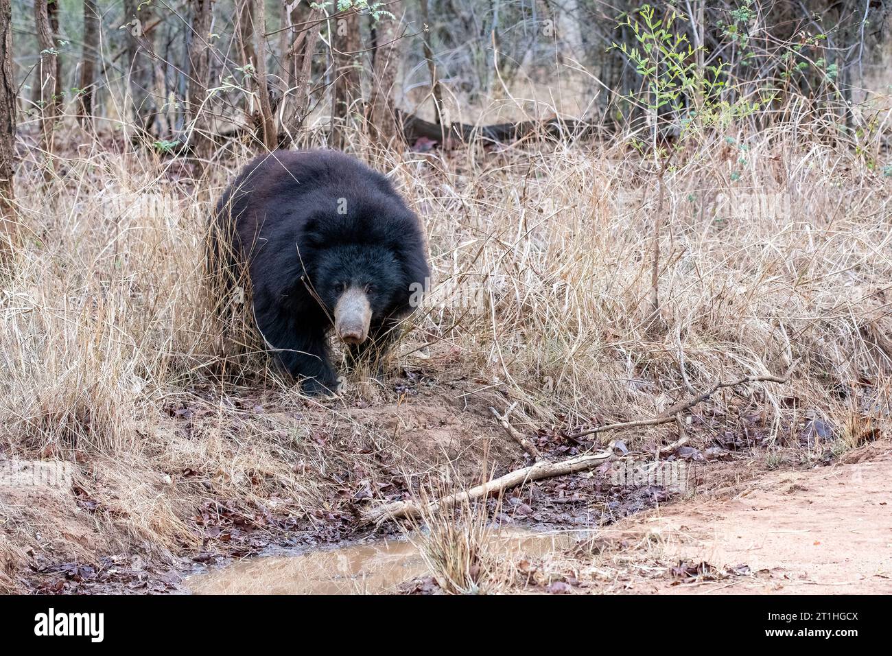 An Indian Sloth Bear walking on the safari road on a hot summer morning ...