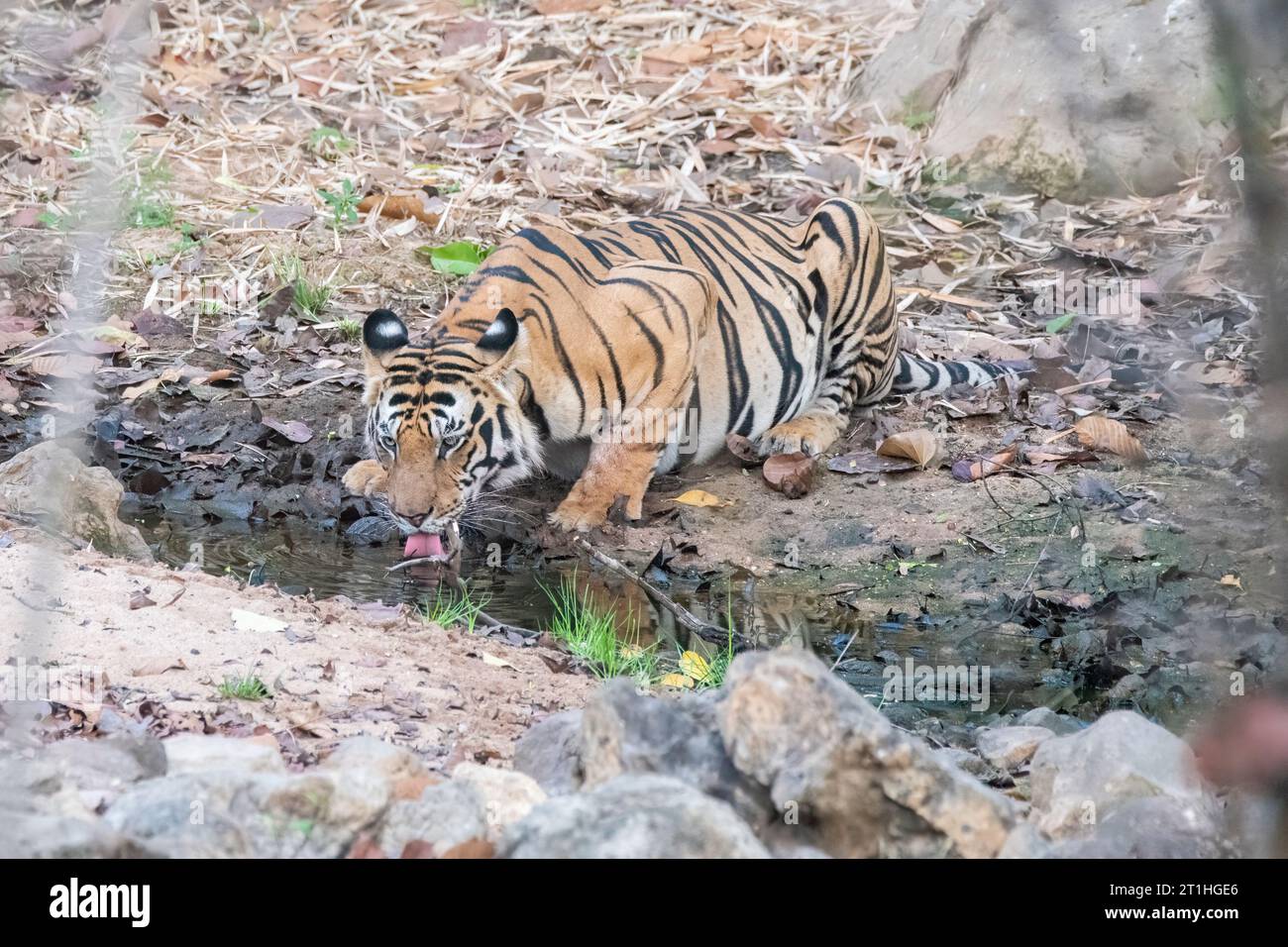 A sub-adult tiger drinking water from a small stream in the shades of ...