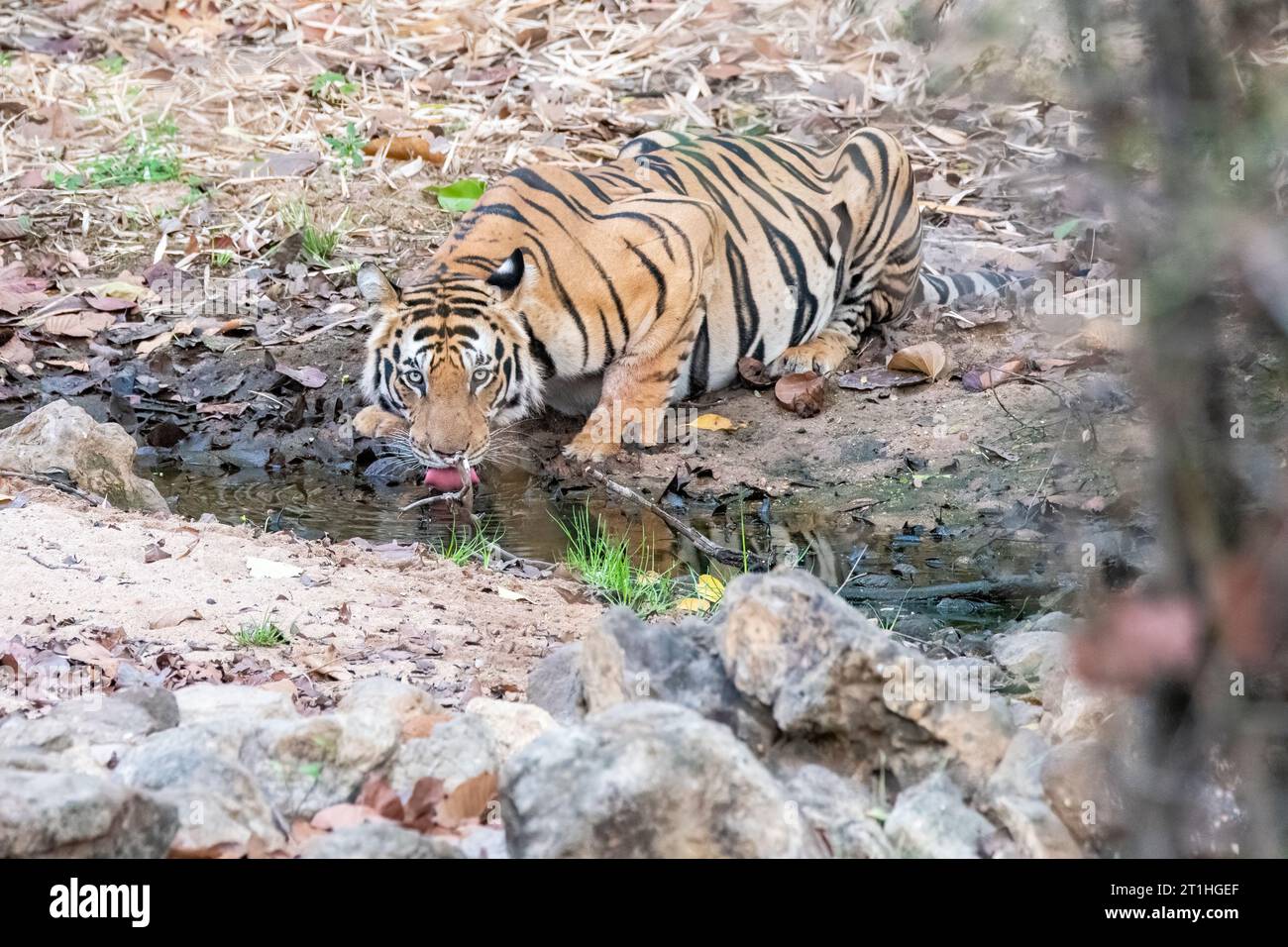 A sub-adult tiger drinking water from a small stream in the shades of ...