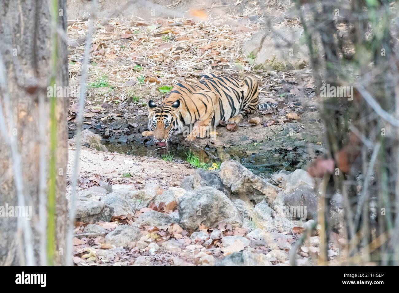 A sub-adult tiger drinking water from a small stream in the shades of ...