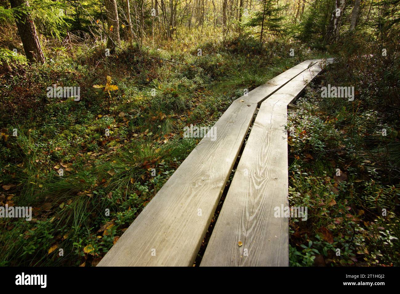 Wooden path through a forest Stock Photo - Alamy
