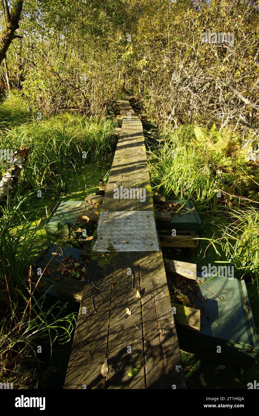 Vanishing wooden footpath through hi-res stock photography and images ...