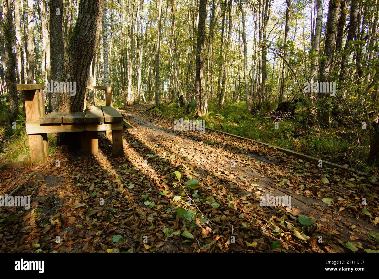 Wooden path through a forest Stock Photo - Alamy