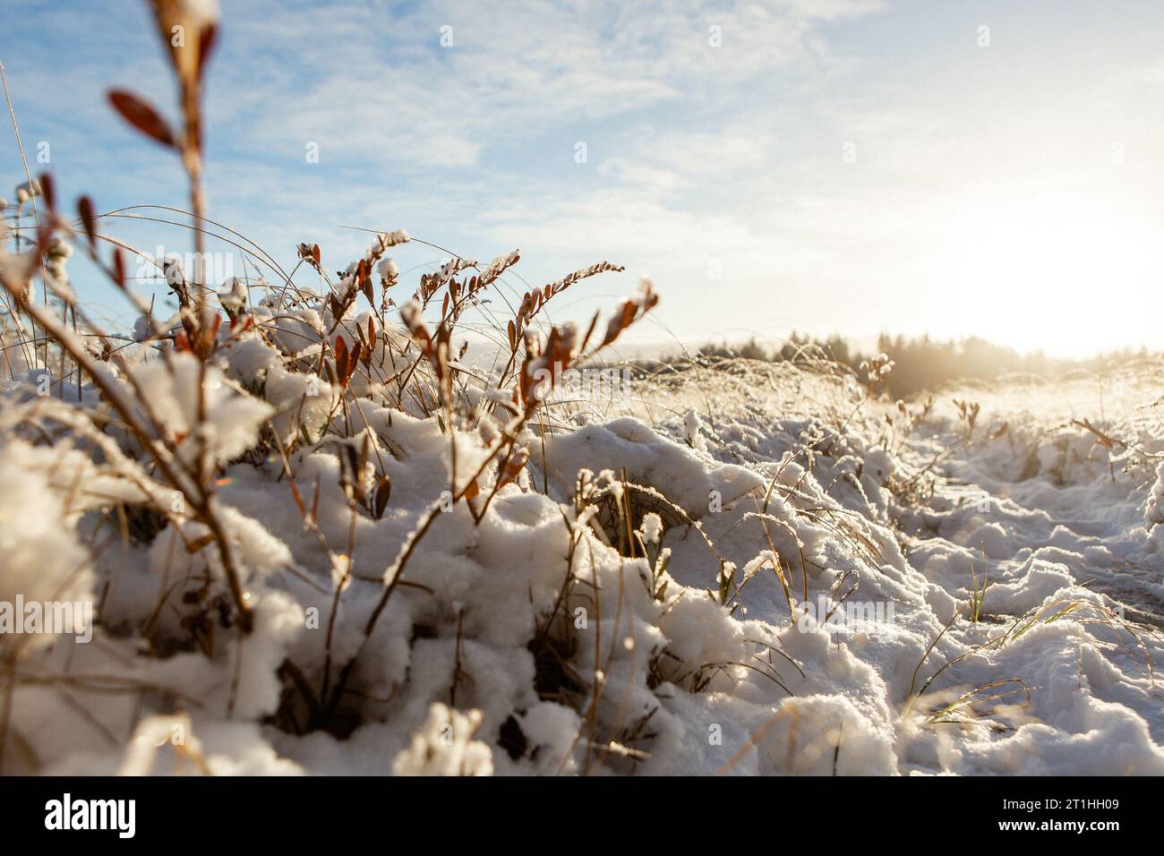 Winter solstice. Sunny tundra in a winter frosty day Stock Photo - Alamy