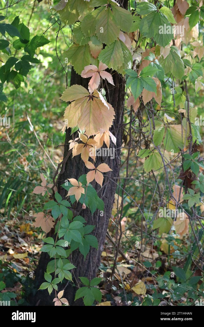 wild Virginia creeper on a Tree Stock Photo - Alamy