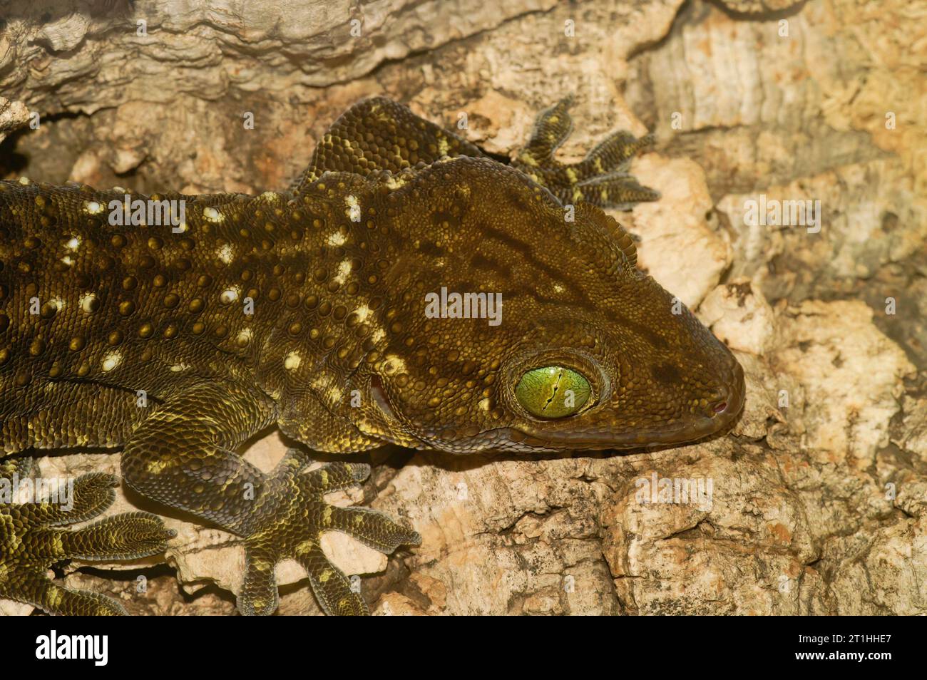 Detailed closeup on the Smith's green-eyed or large forest gecko, Gekko ...