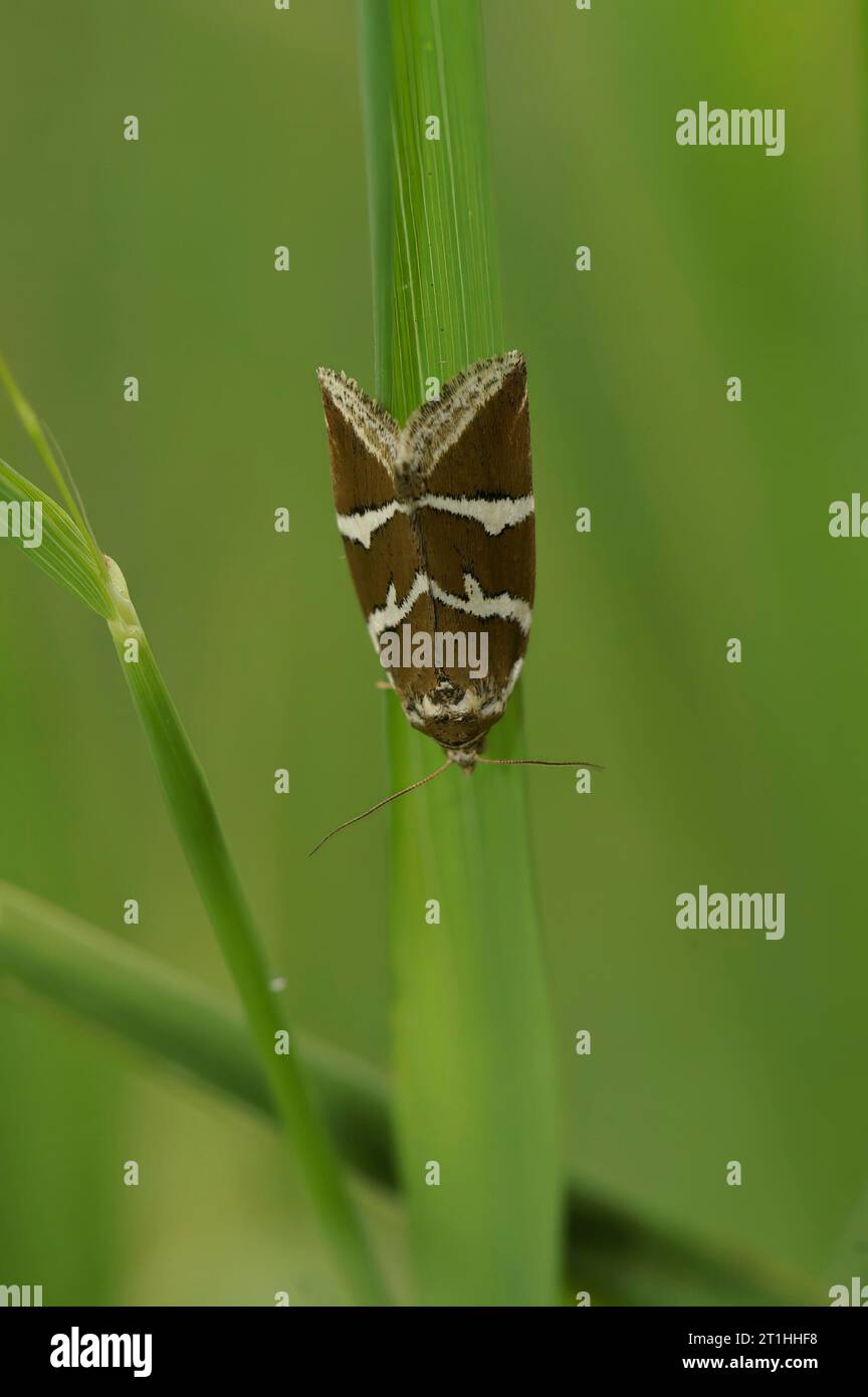 Silver barred moth hi-res stock photography and images - Alamy