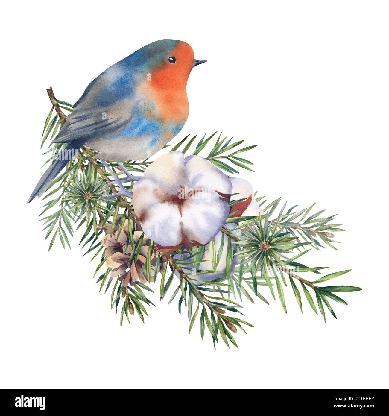 A robin on a fir branch with mistletoe, cotton and a cone. Christmas ...