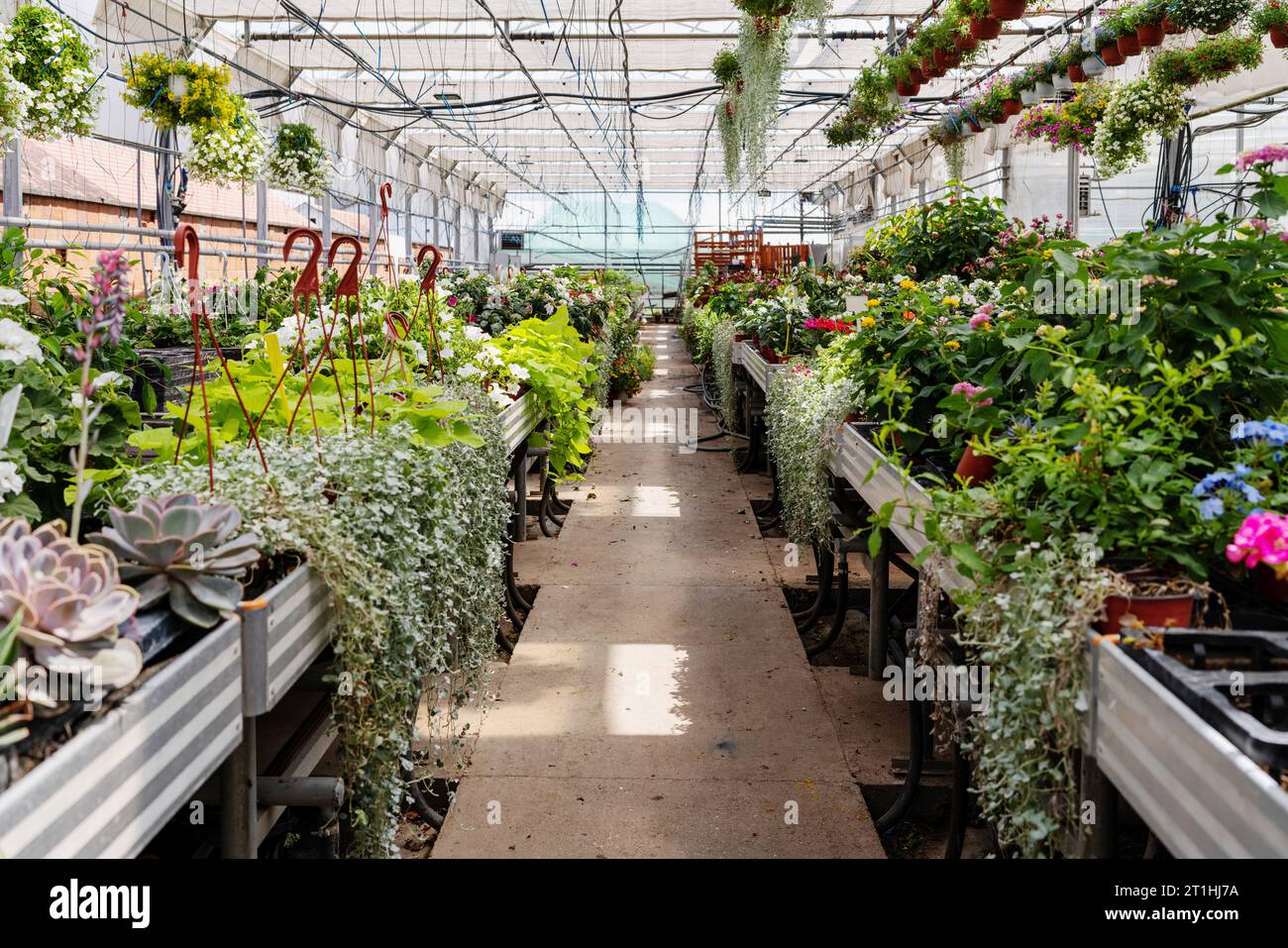 Plant and flower nursery. Flower greenhouse Stock Photo - Alamy
