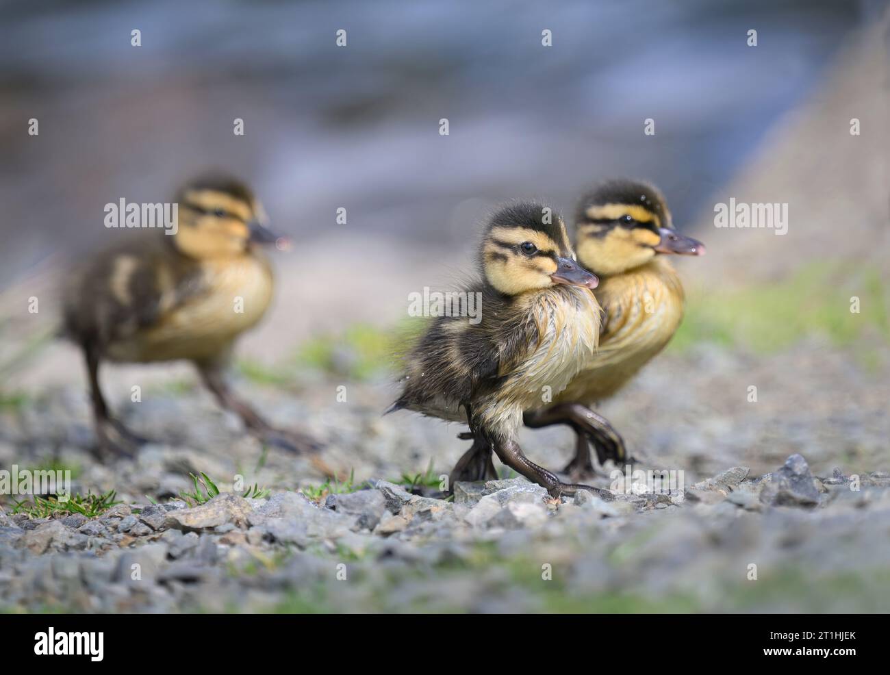 Cute fluffy ducklings walking by the lake. Auckland Stock Photo - Alamy