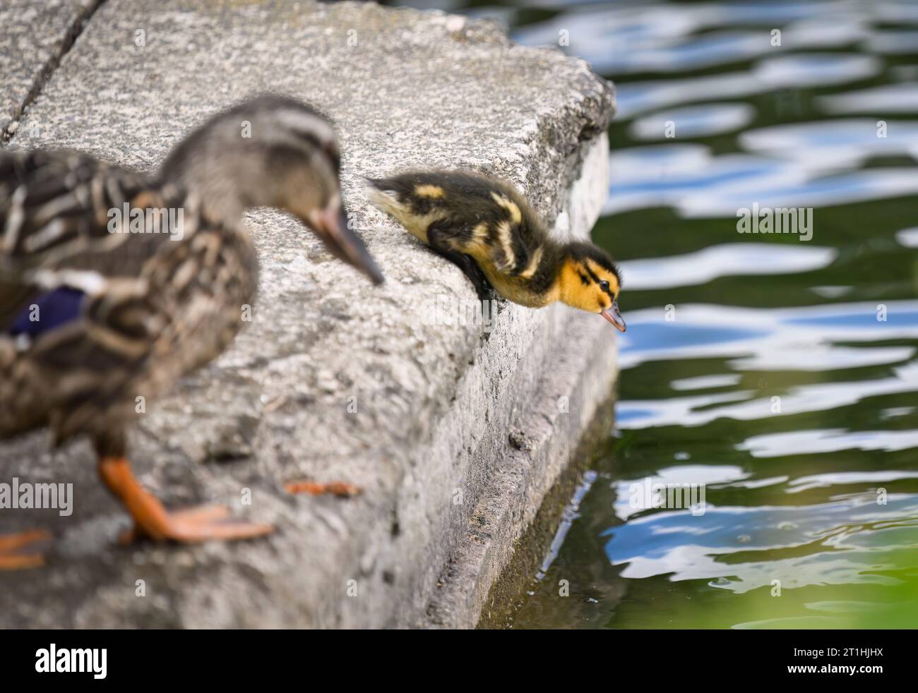 A cute duckling ready to jump into the water with mother duck by its ...