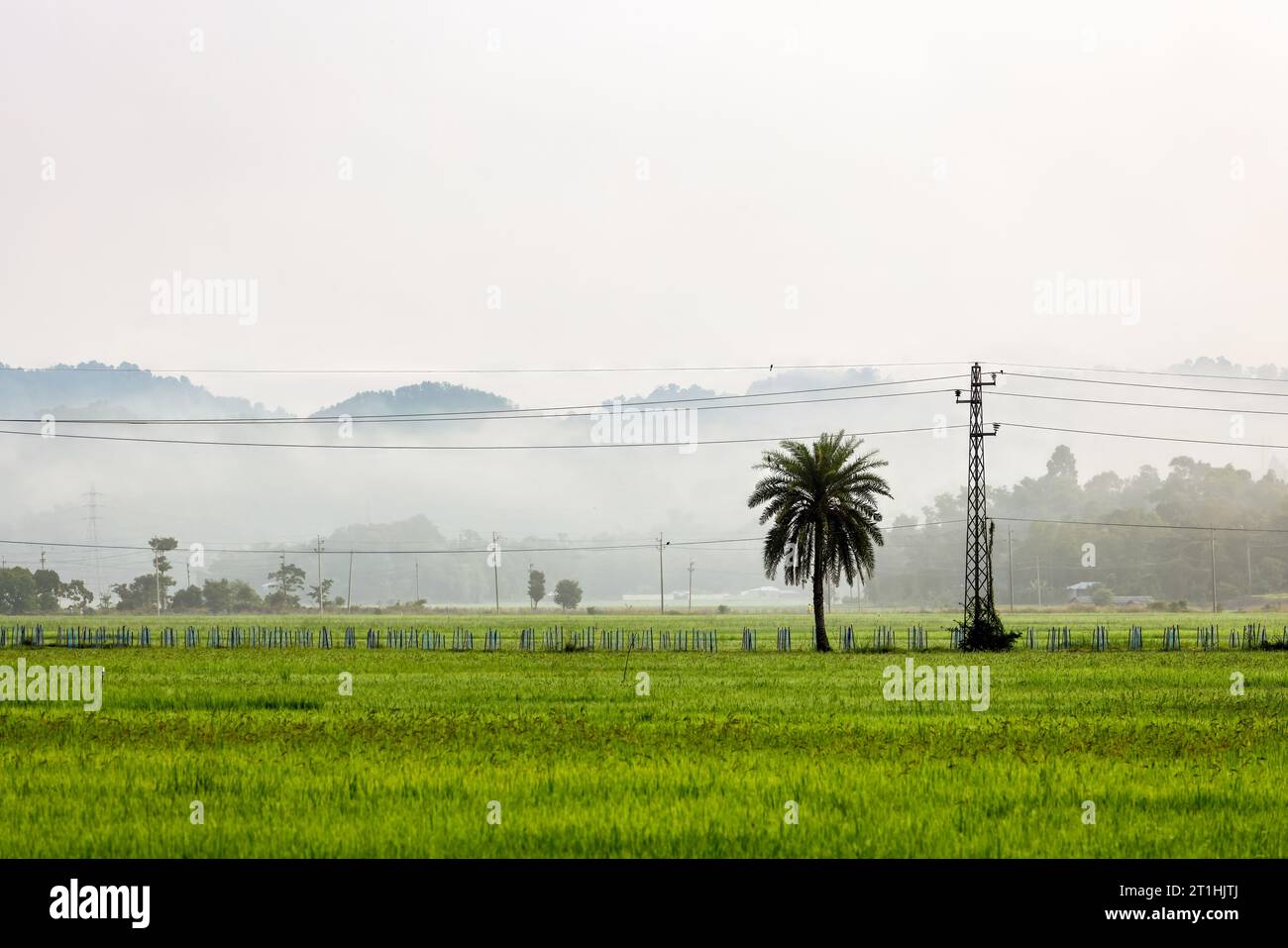 Green paddy field of rural village of Bangladesh during winter season ...