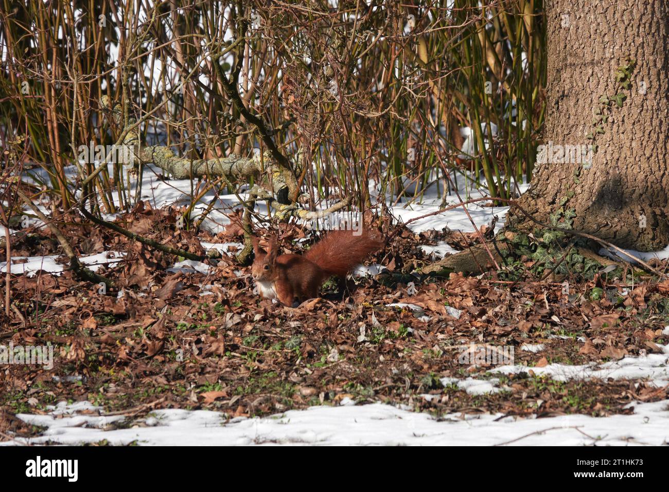 Single squirrel (sciurus) seat on the ground near a tree stem. Side ...