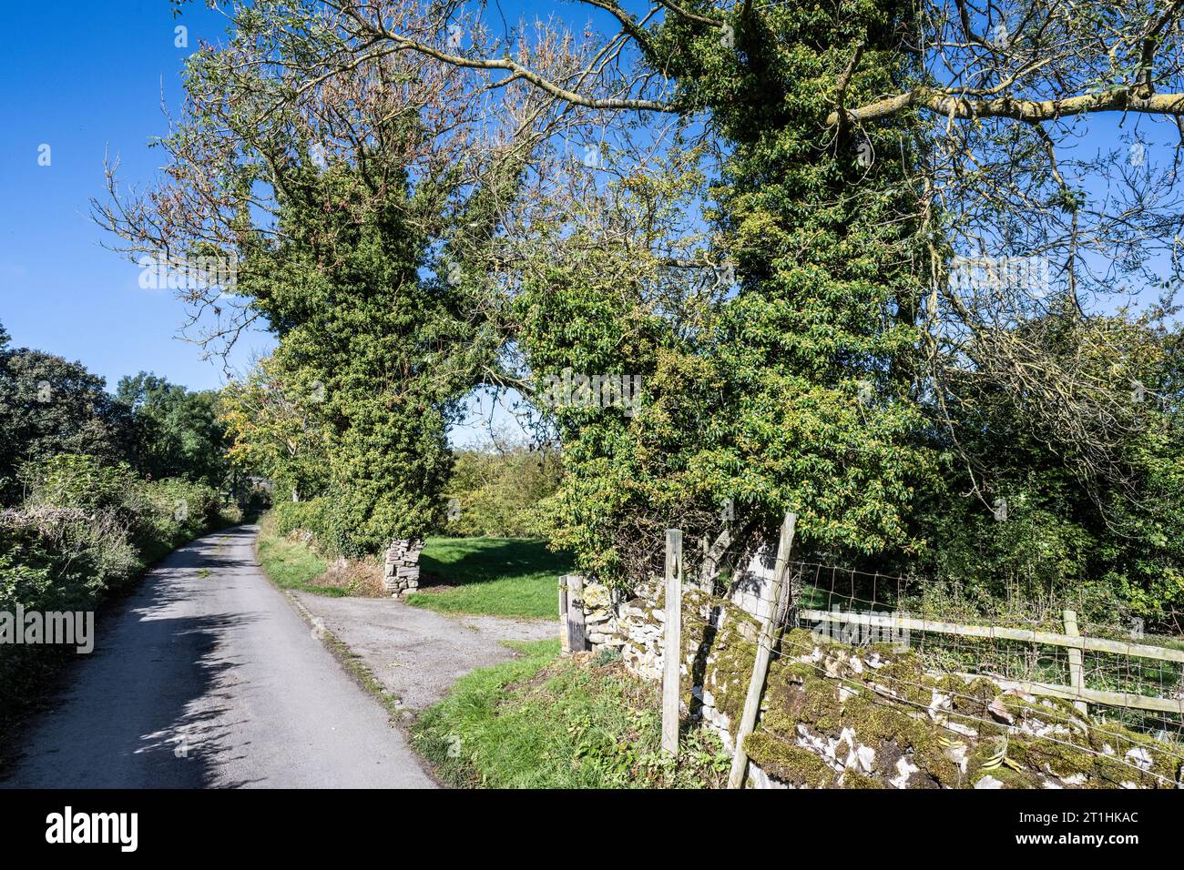 Ash tree, Fraxinus excelsior, covered with Ivy, Header helix, at ...