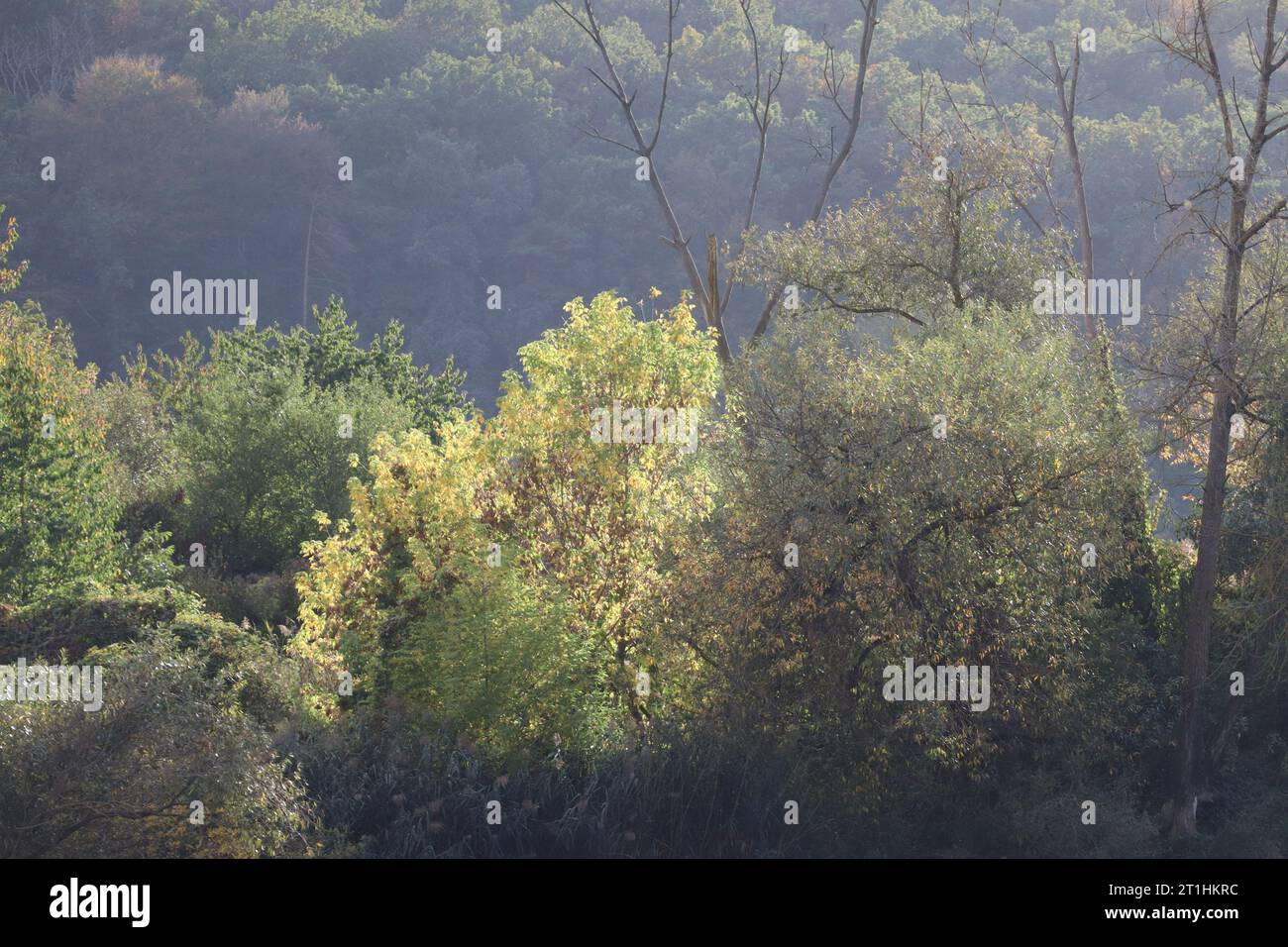 Light coming through a Gap in the Trees Stock Photo - Alamy