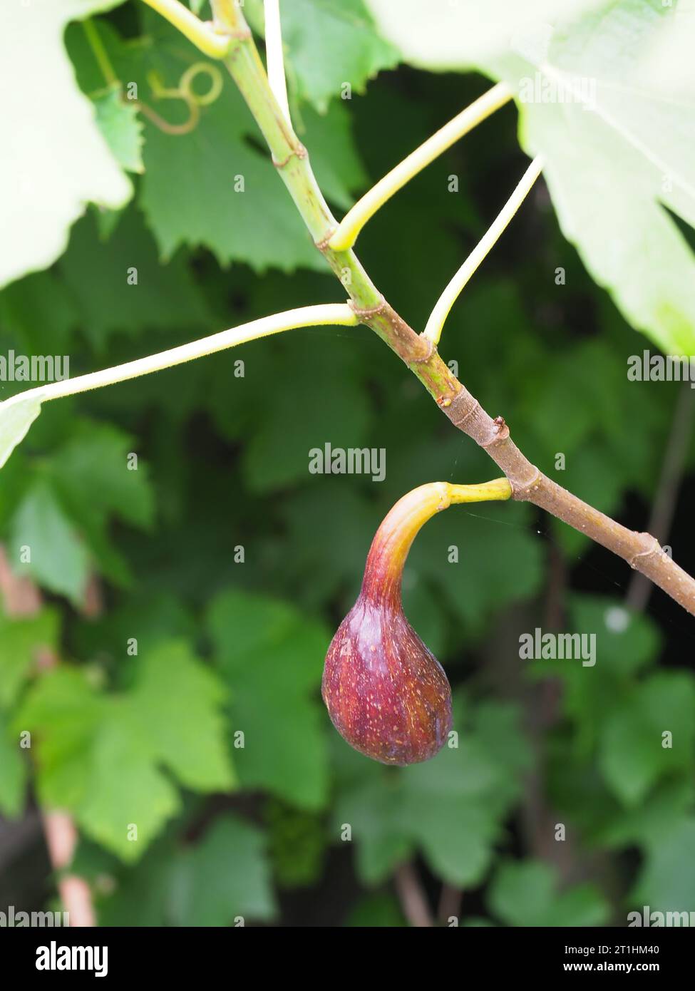 A small fig tree growing in a pot with ripe fig hanging down Stock ...