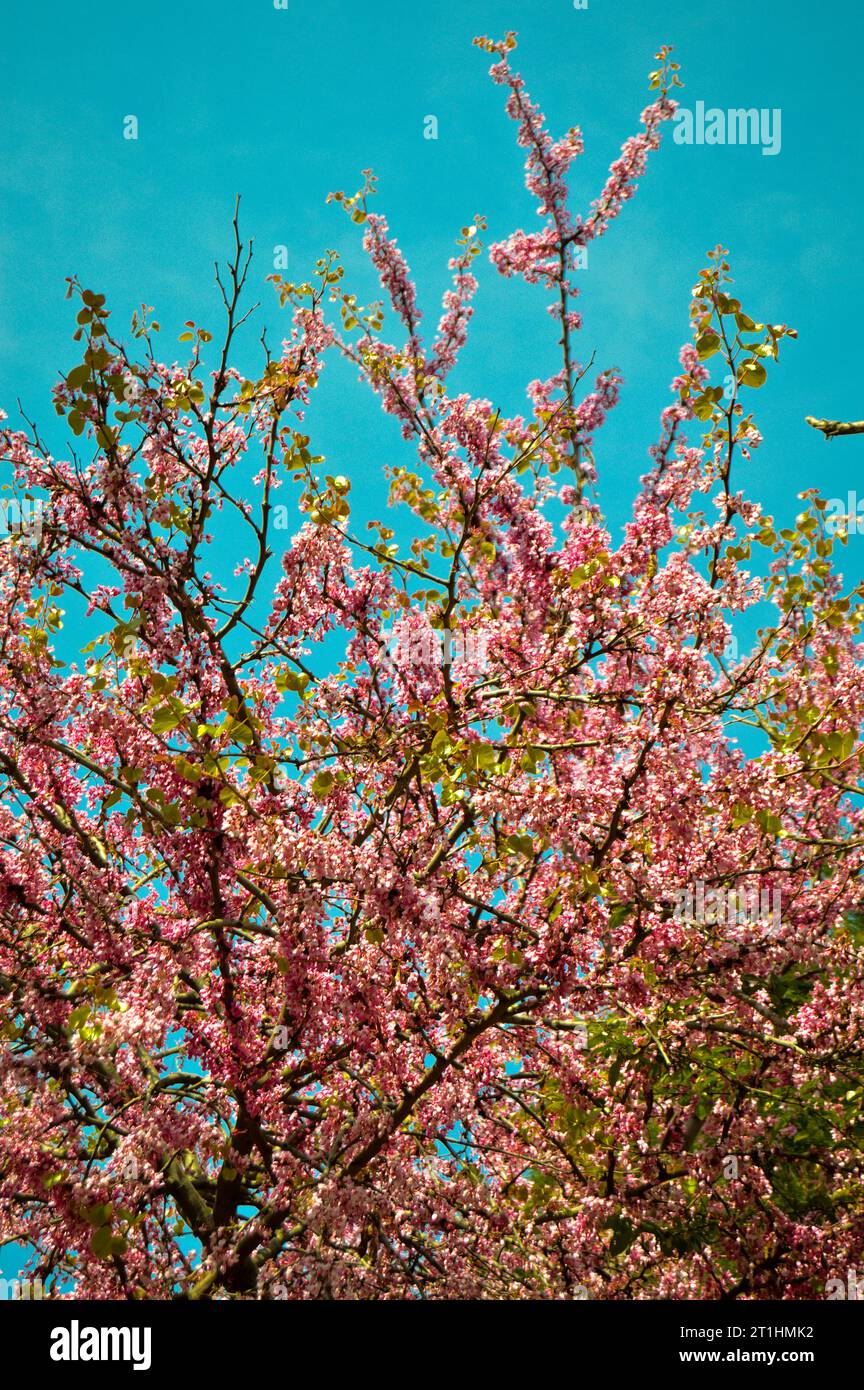 Spring branch pink flower redbud tree judas tree, a sunny day and clear ...