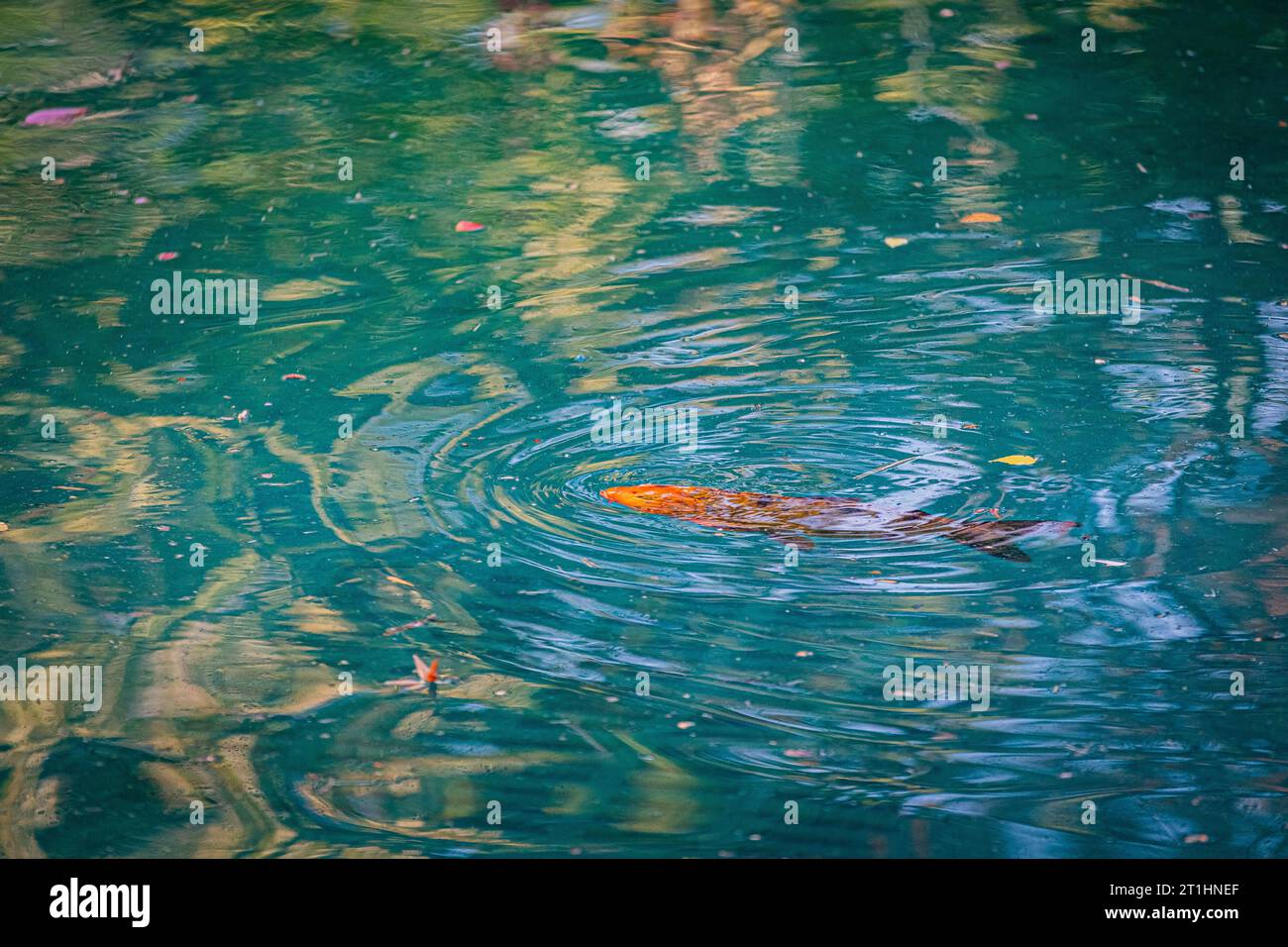 Carpe japonaise hi-res stock photography and images - Alamy