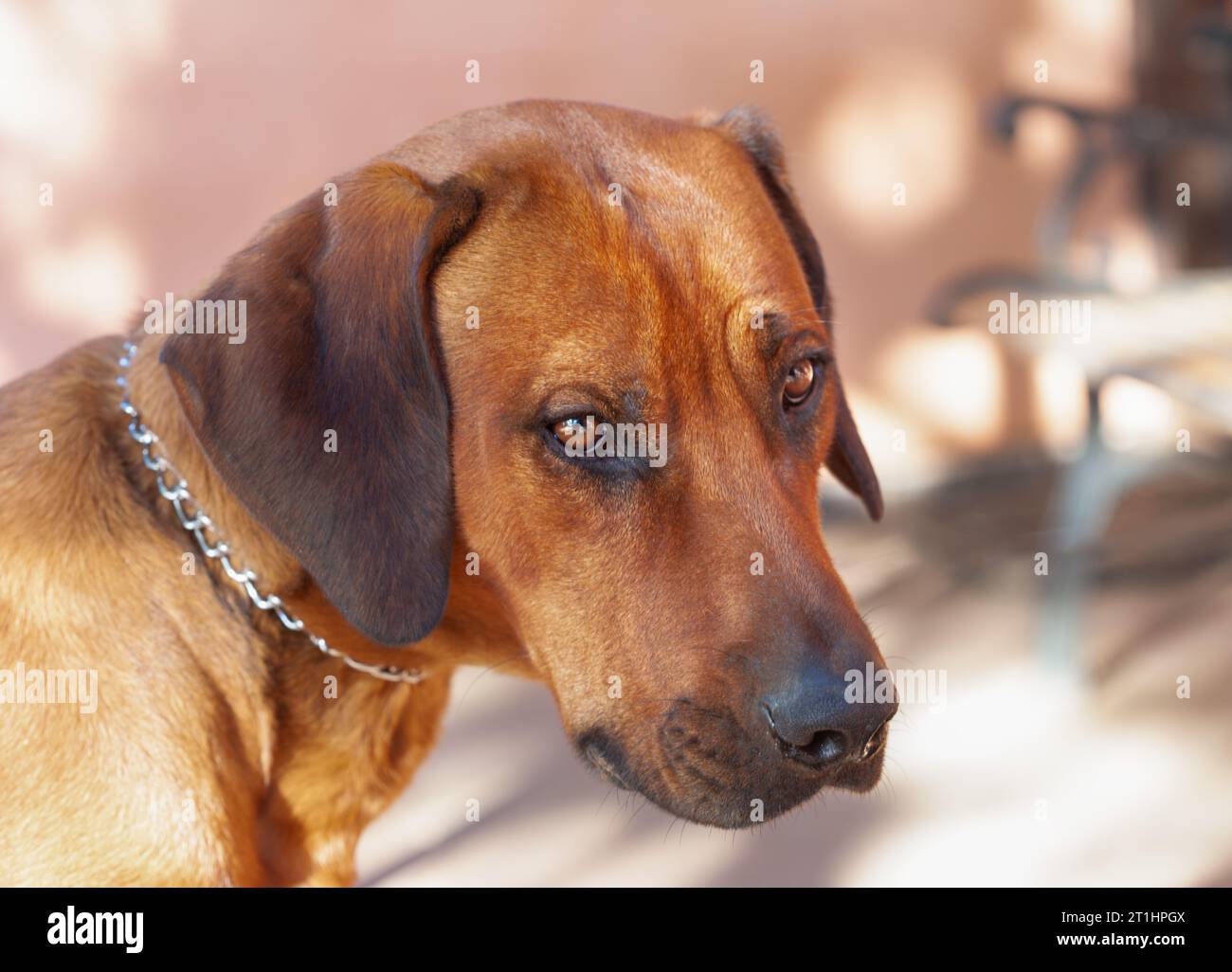 African hound dog hi-res stock photography and images - Alamy