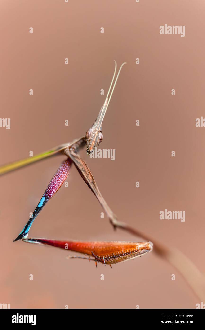 macro of a praying mantis on a simple background Stock Photo - Alamy