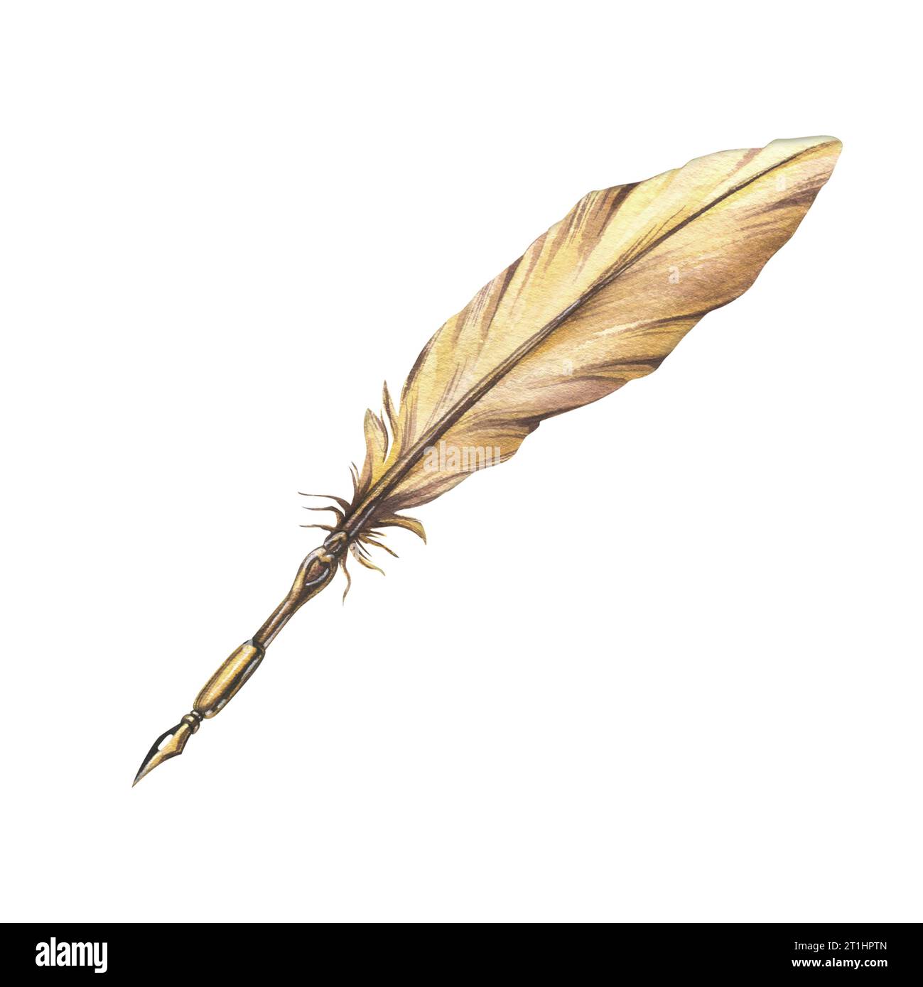 Gold pen with quill feather and metal tip. Hand drawn watercolor ...