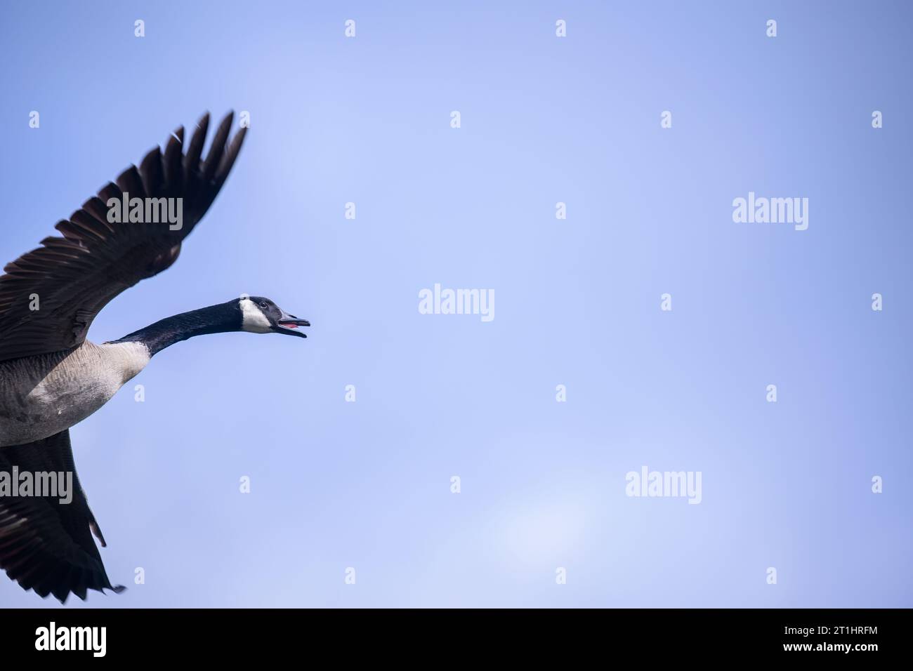 Canada goose with a blue sky hi-res stock photography and images - Alamy