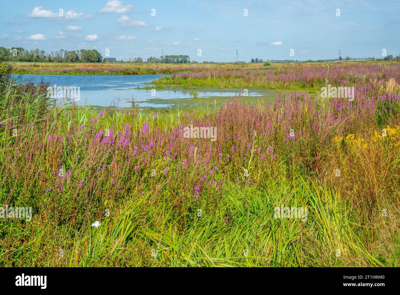 Seasonal swamp hi-res stock photography and images - Alamy