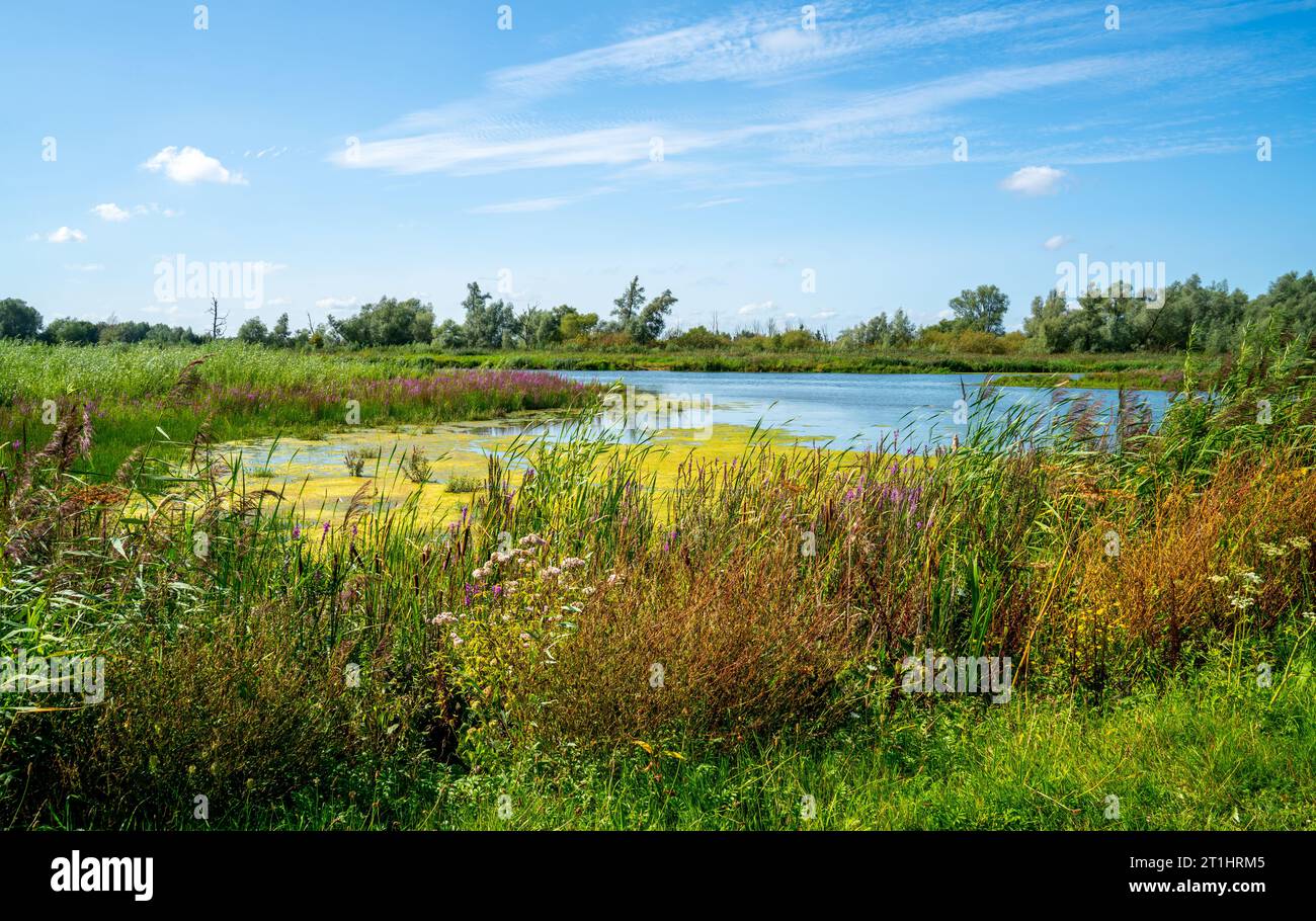 Swamp area with Purple loosestrife (Lythrum salicaria) in a nature ...