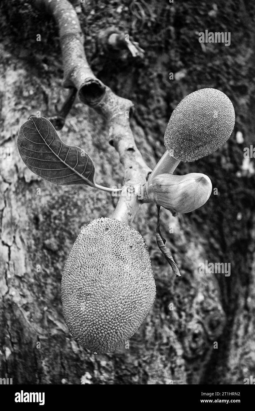 Tropical tree species Black and White Stock Photos & Images - Alamy