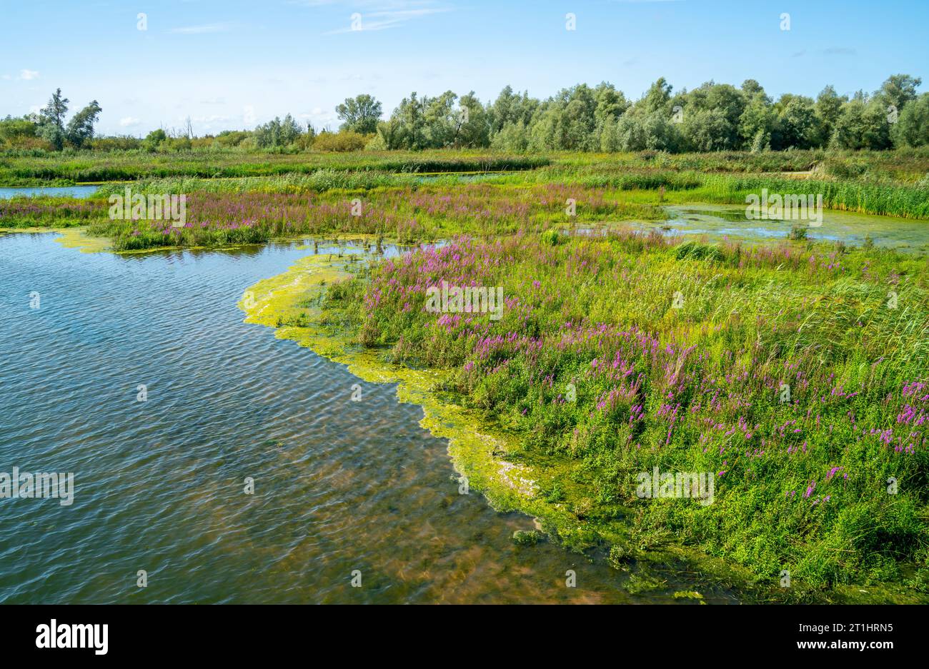 Swamp area with Purple loosestrife (Lythrum salicaria) in a nature ...