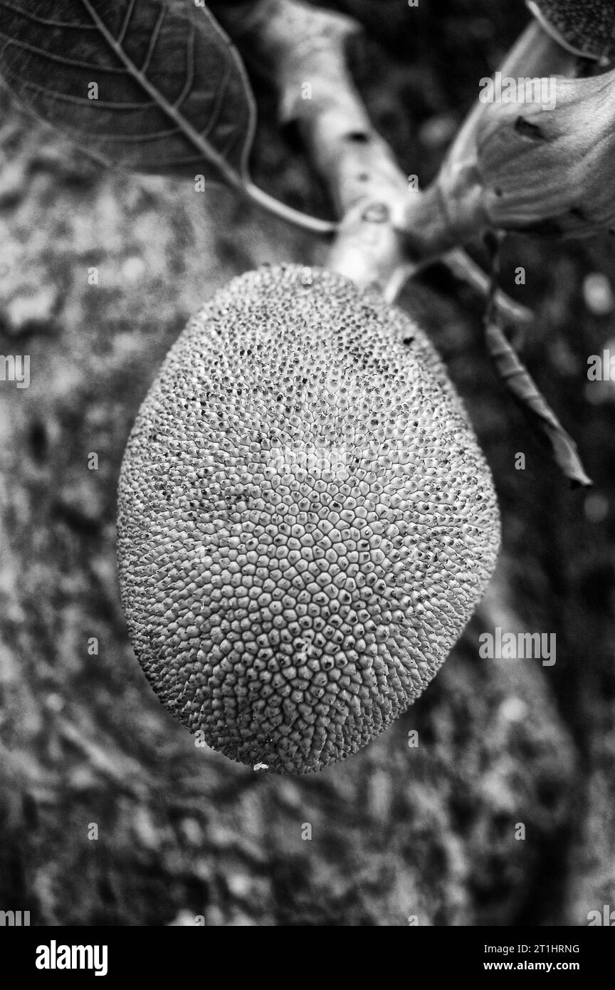 Breadfruit tree Black and White Stock Photos & Images - Alamy