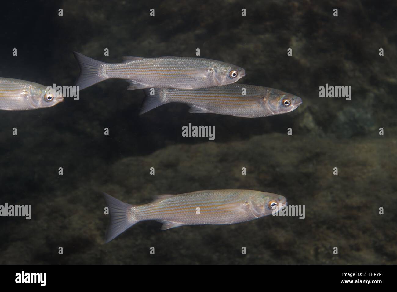 Boxlip mullets (Oedalechilus labeo Stock Photo - Alamy