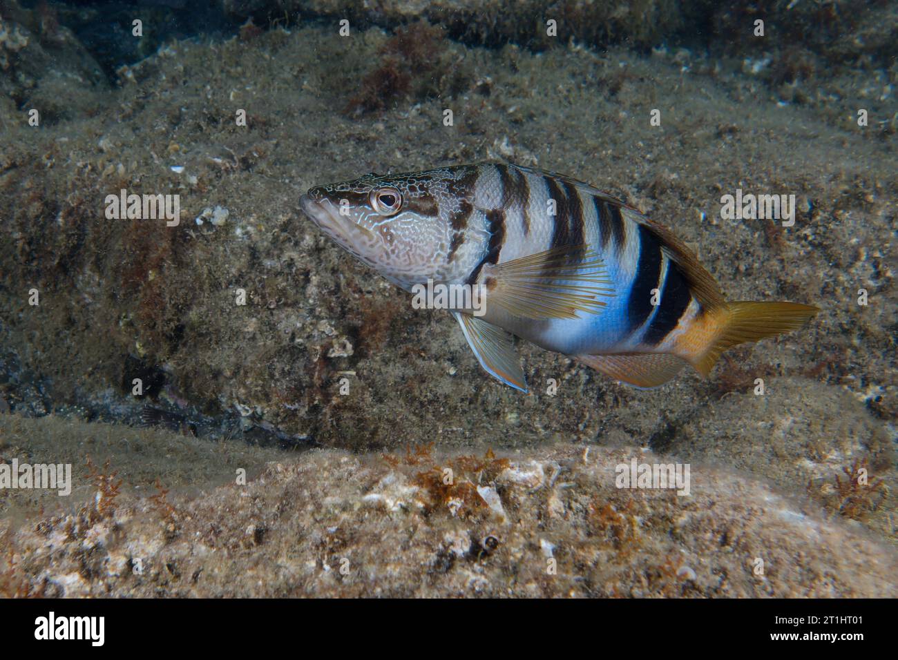 Painted comber hi-res stock photography and images - Alamy