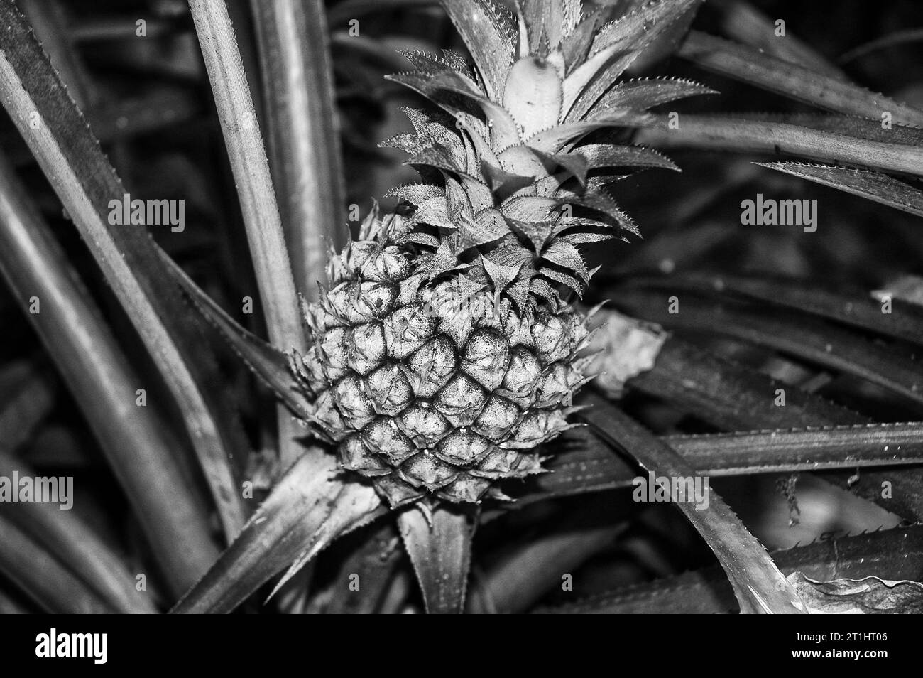 Ananas comosus Black and White Stock Photos & Images - Alamy