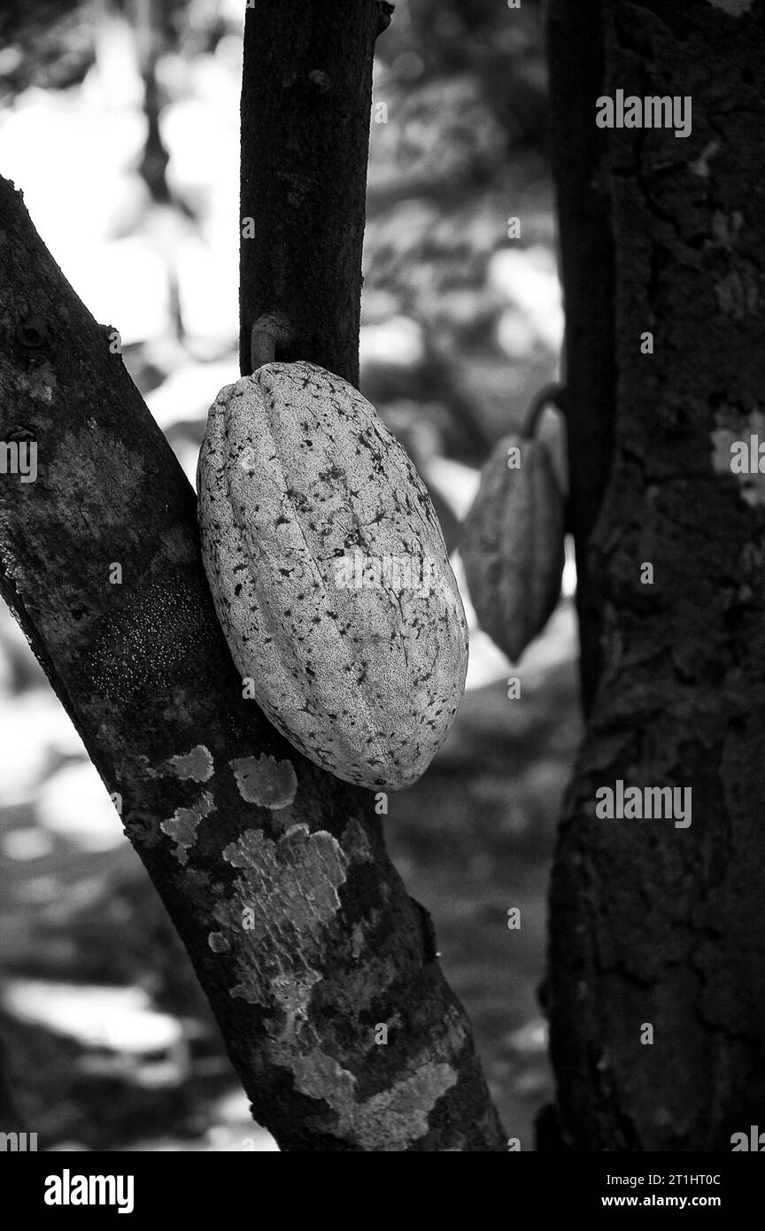 Cocoa tree Black and White Stock Photos & Images - Alamy