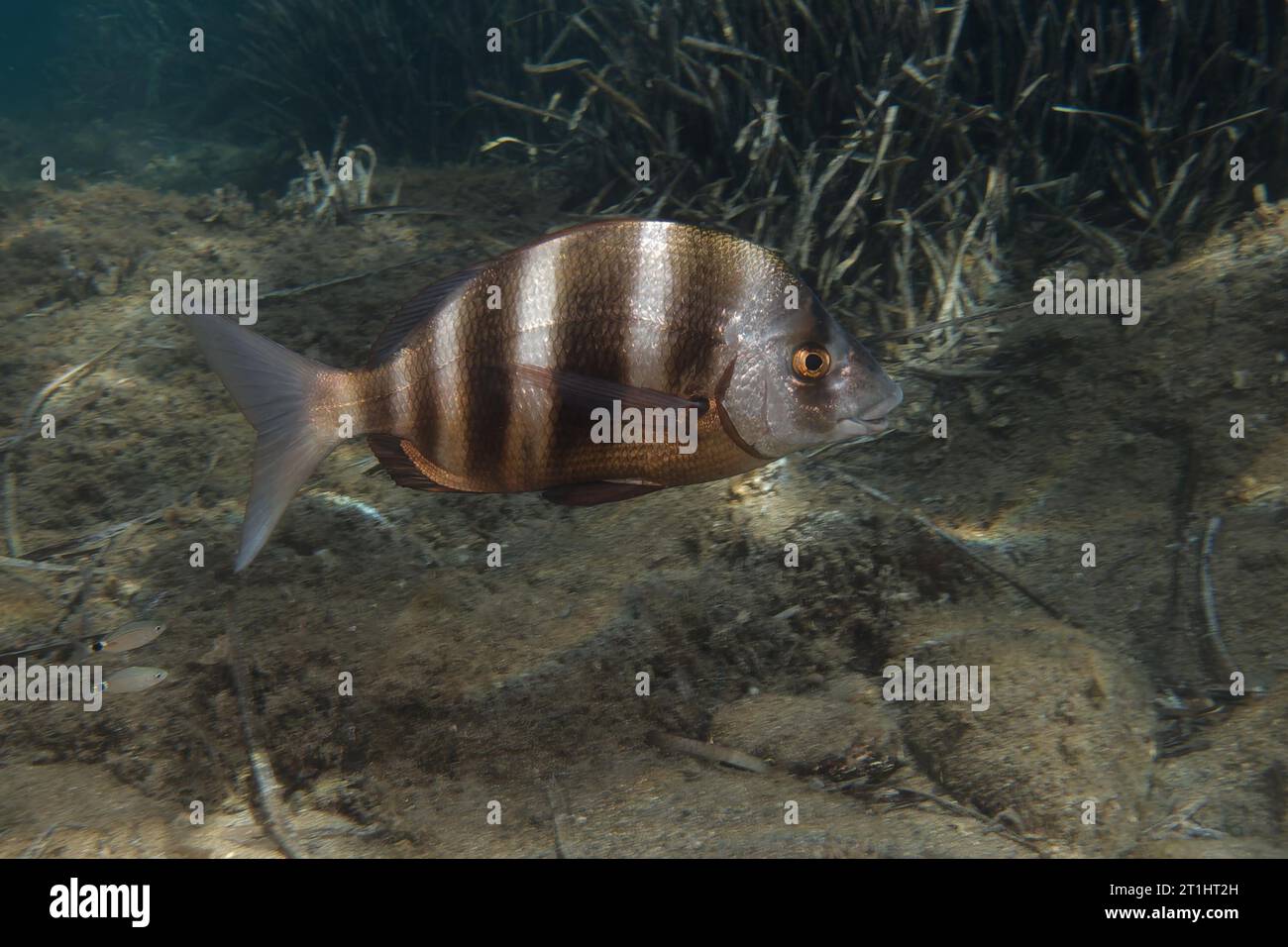 Zebra sea bream (Diplodus cervinus Stock Photo - Alamy