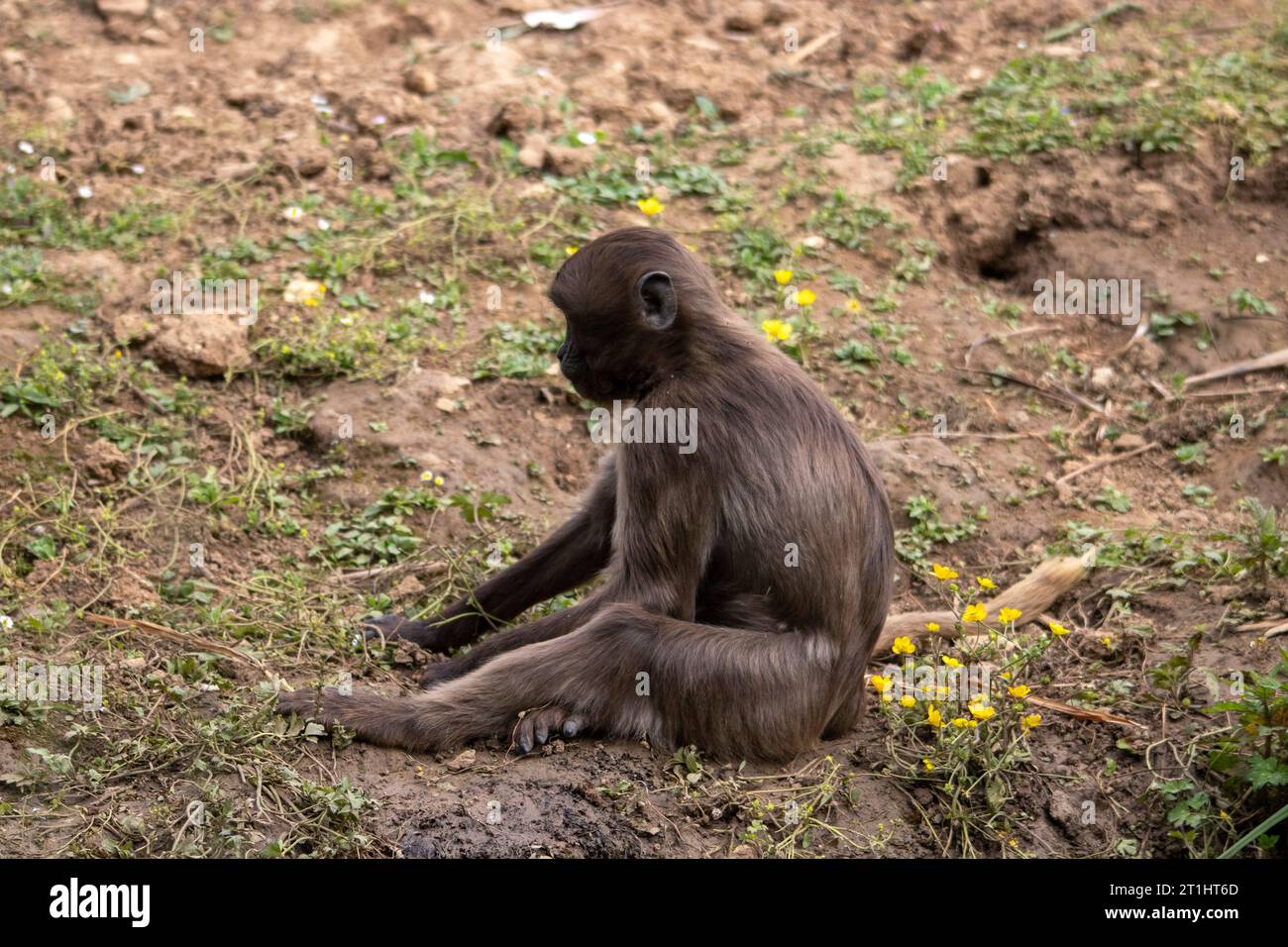 Young gelada monkey in profile sitting on the ground Stock Photo - Alamy