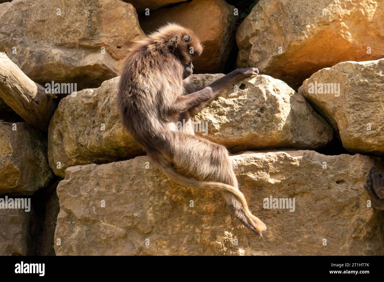 Gelada monkey in profile hi-res stock photography and images - Alamy
