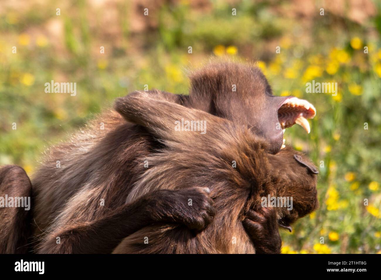 Close-up of the heads of two fighting gelada monkeys Stock Photo - Alamy