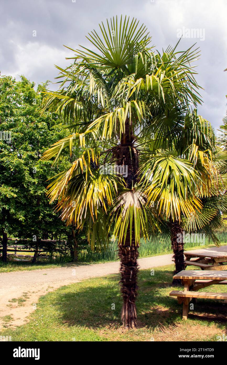 Close up fan shaped hi-res stock photography and images - Alamy