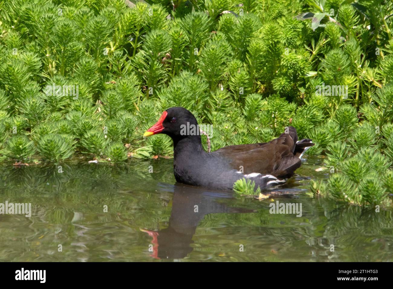 Profile of moorhen hi-res stock photography and images - Alamy